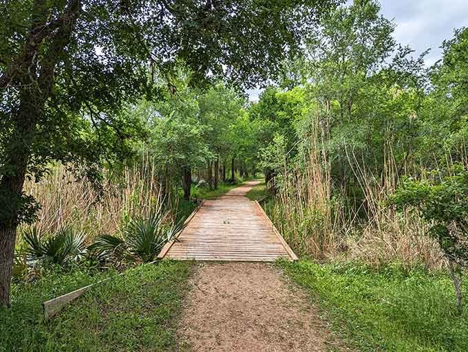 This boardwalk through lush palmetto groves feels like stepping into a secret garden nobody told you about.