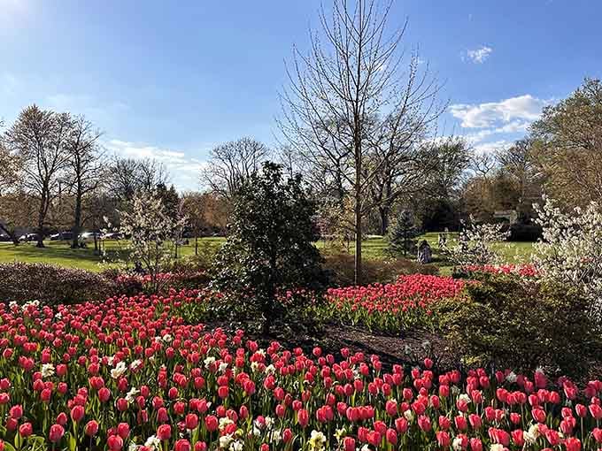 Pink tulips carpet the ground beneath spring trees while visitors capture nature's annual color explosion on camera.