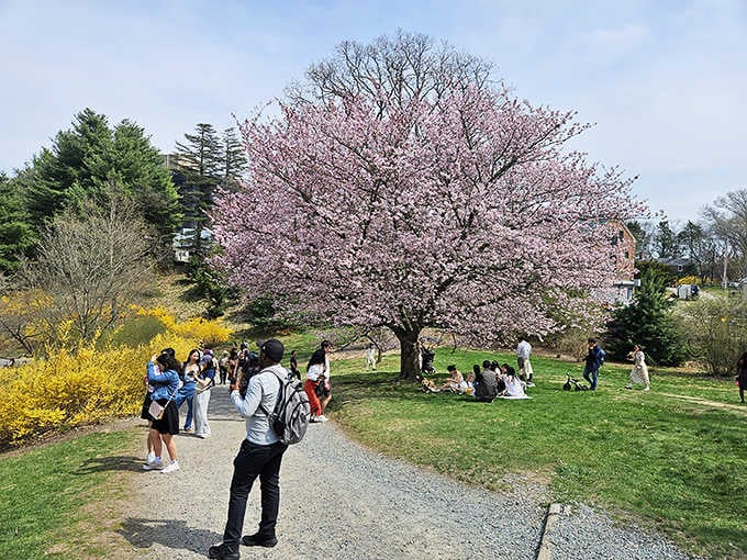 This magnificent cherry tree draws photographers and dreamers seeking that perfect Instagram moment.