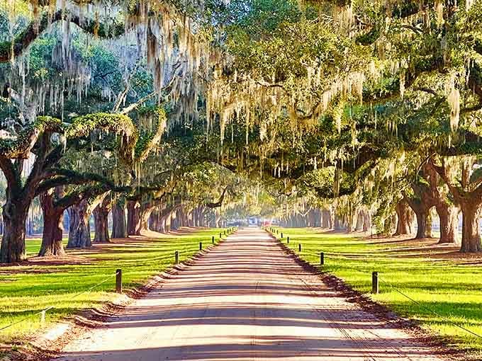The road waits beneath nature's archway, ready to transport guests through America's most photographed tree tunnel.