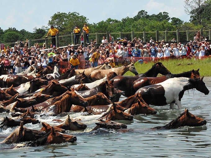Dozens of determined ponies paddle toward shore while crowds gather, creating a scene you won't find anywhere else on Earth.