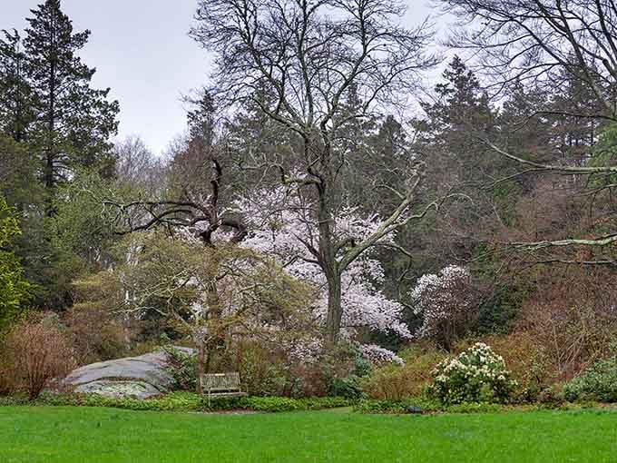 The bare branches frame delicate white blossoms like nature's own gallery wall, perfectly curated by time and weather.