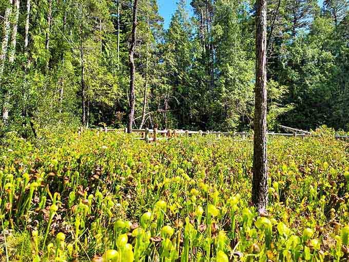 A sea of cobra lilies fills the bog like green snakes frozen mid-strike, proving Mother Nature has quite the imagination.