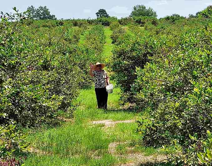 Walking solo through these blueberry rows feels like a peaceful meditation, except you get to eat your way through it.