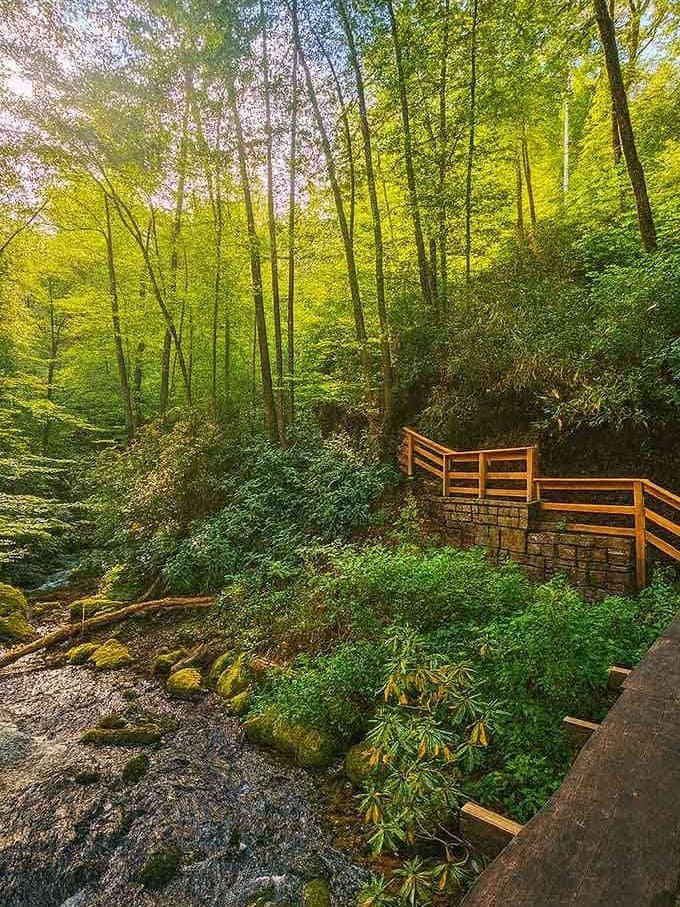Moss-covered rocks and emerald ferns carpet the forest floor beneath towering trees that remember centuries past.