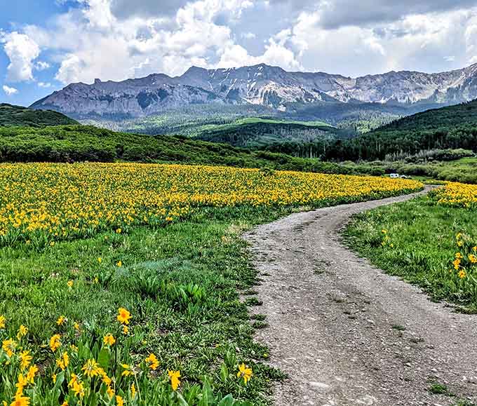 Wildflowers carpet the meadow in sunshine yellow, leading your eye toward those magnificent snow-capped mountains beyond.