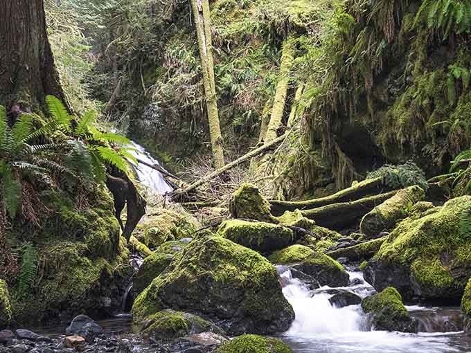 Moss-draped logs create natural sculptures in a woodland so lush it makes your lawn look positively neglected.
