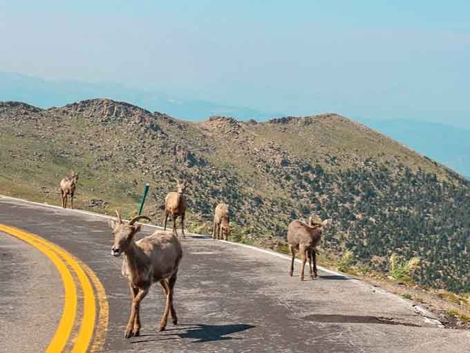 When bighorn sheep casually stroll across your path at 14,000 feet, you know you've entered their living room uninvited.