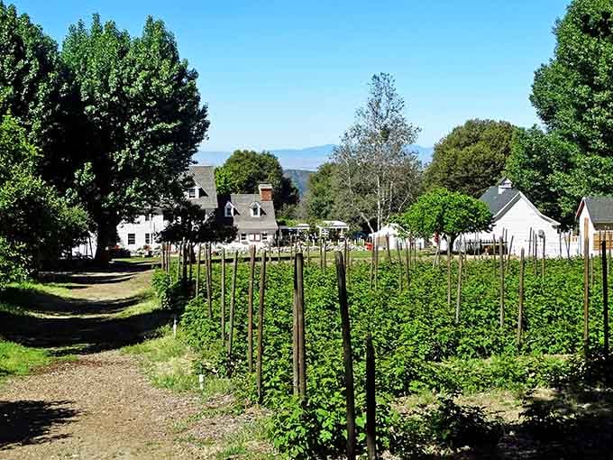 Vineyard rows stretch toward white farmhouses, creating a patchwork of green that would make any landscape painter weep with joy.