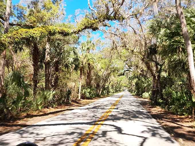 Sunlight filters through palm fronds and oak branches, casting dancing shadows on this winding jungle-like pathway.