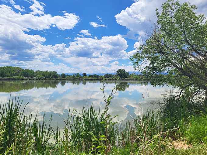 Clouds reflecting in still water while cattails frame the view&mdash;better than any screensaver you've ever downloaded.