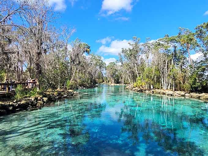 The spring run flows like liquid turquoise through cypress forests, creating a scene straight from a tropical paradise postcard.