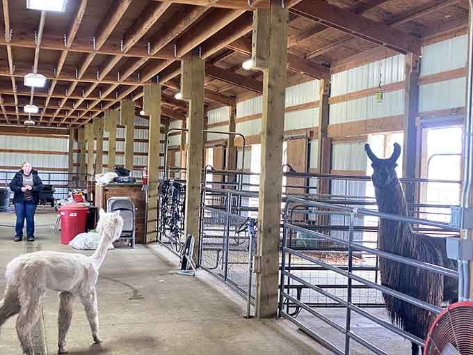 The barn setup keeps everyone comfortable, because even alpacas appreciate good real estate and proper ventilation.