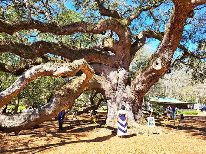 That moment when you realize this tree has better bone structure than most Hollywood celebrities combined.