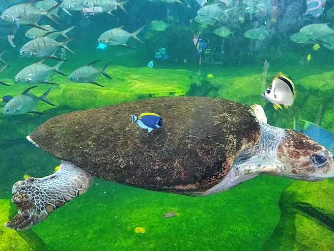 This sea turtle's commute is infinitely more scenic than yours, and it doesn't even need coffee to start.