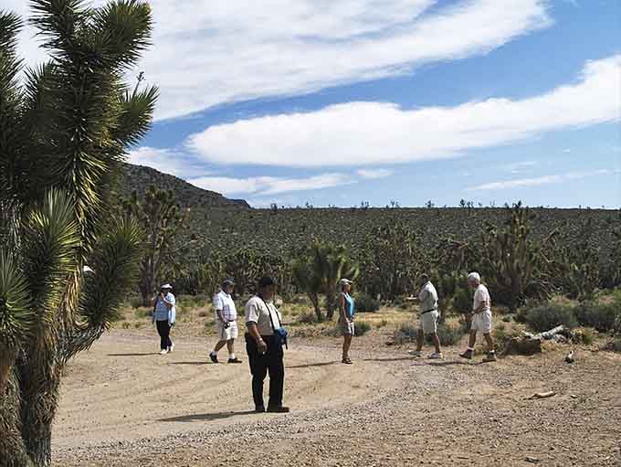 The Hidden Joshua Tree Preserve In Arizona That Feels Like Another Planet