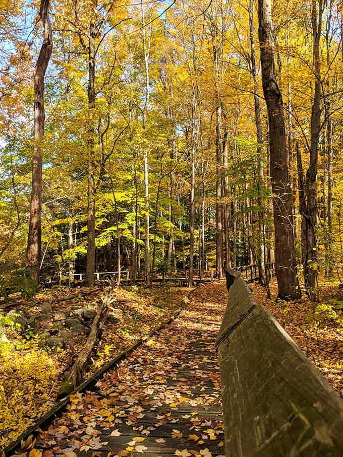 Fall foliage so vibrant it looks Photoshopped, except Mother Nature doesn't need filters to show off her skills.
