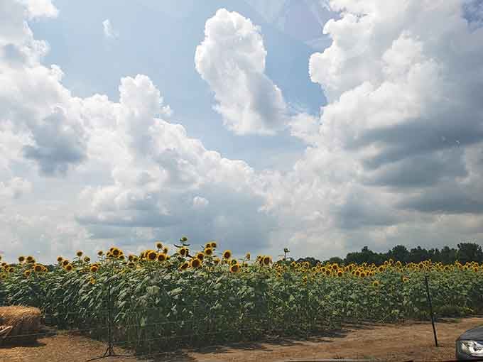 Dramatic clouds meet cheerful flowers in nature's reminder that contrast makes everything more beautiful and interesting.
