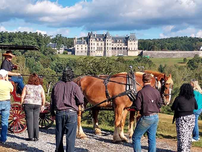 Gather 'round these gentle giants and suddenly everyone's a horse whisperer with a camera phone.