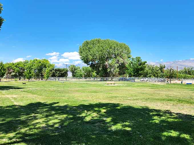 Green spaces in Bishop give your four-legged friends room to actually run, not just exist on a balcony.