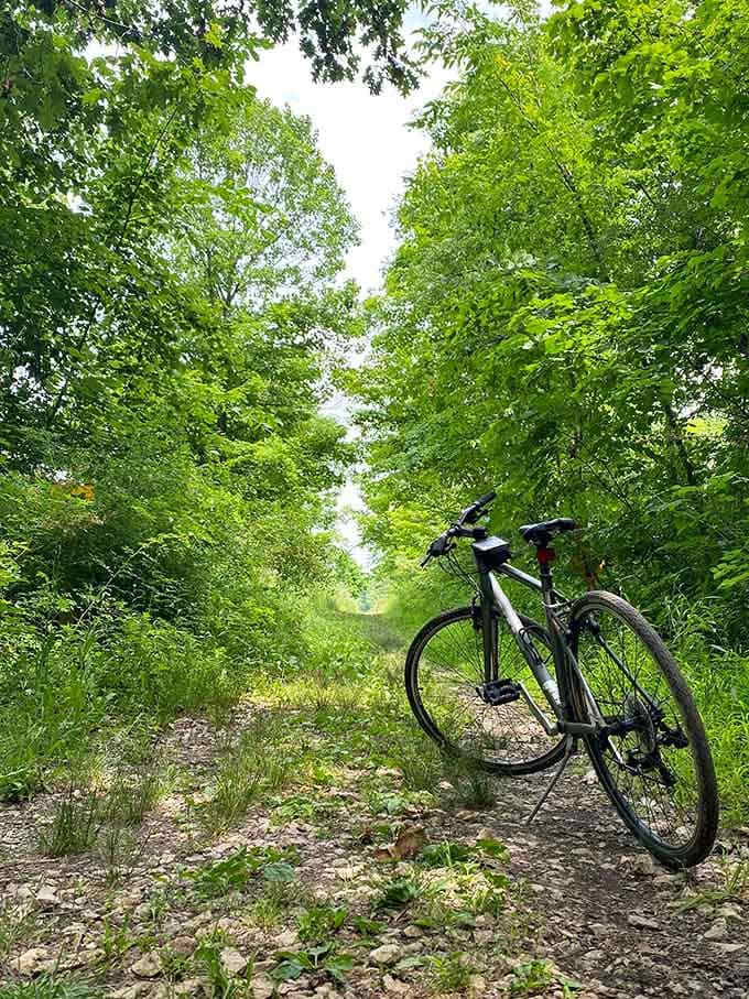 Mountain bikers find their happy place here, where the smooth terrain meets shaded paths in perfect harmony for two-wheeled adventures.