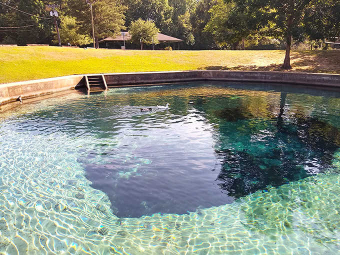 Looking into this spring is like peering through the world's largest aquarium, except you get to swim in it.