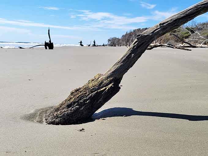 Even fallen, these trees maintain their dignity, creating natural frames for your next profile picture.
