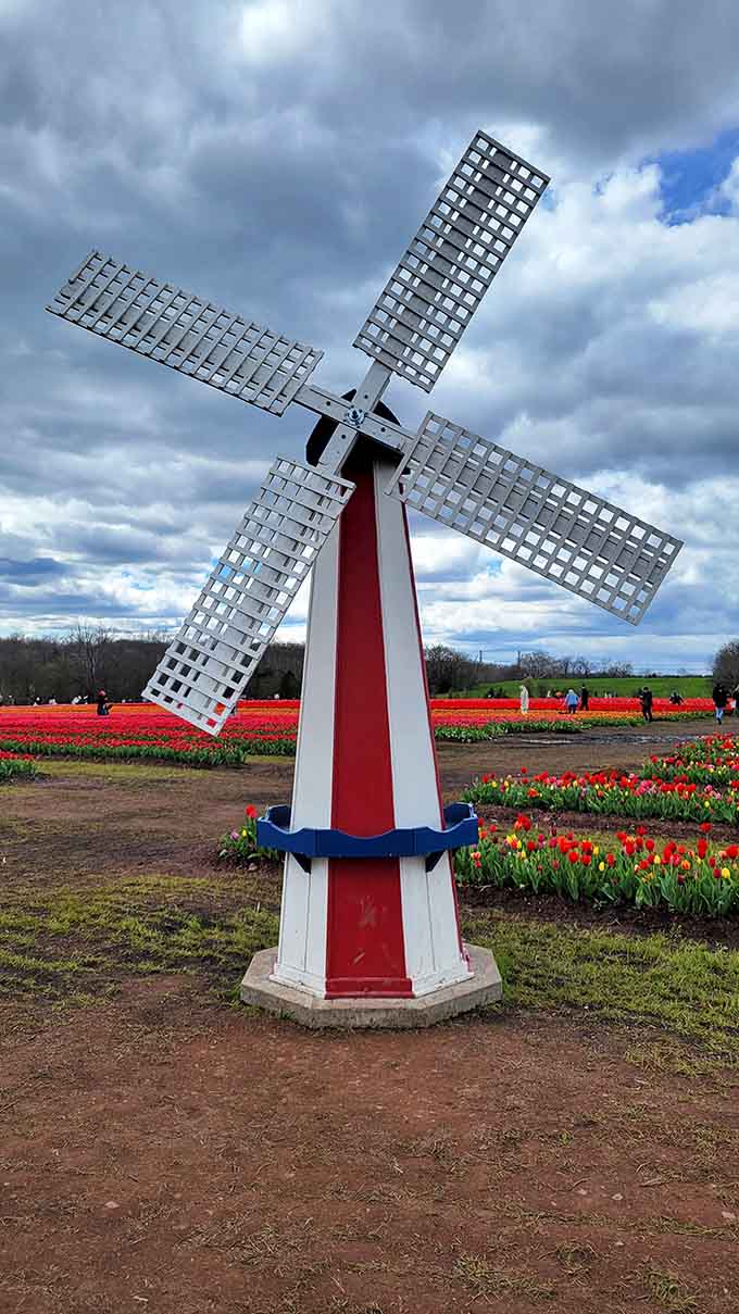 This charming windmill adds a Dutch touch to Virginia farmland, because why shouldn't we have international flair?