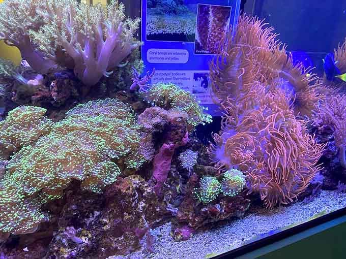 The coral reef exhibit glows like a disco from the '70s, minus the polyester suits and questionable dance moves.