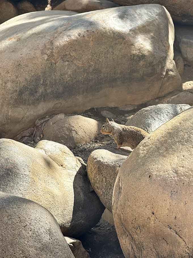 Even the local squirrels know this spot is special—they've got front-row seats to the best view in town.