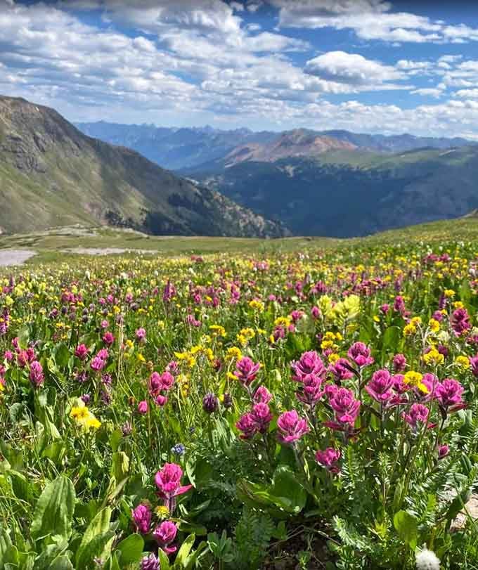 Mother Nature's wildflower carpet proves she's got better decorating skills than any of us could dream of.