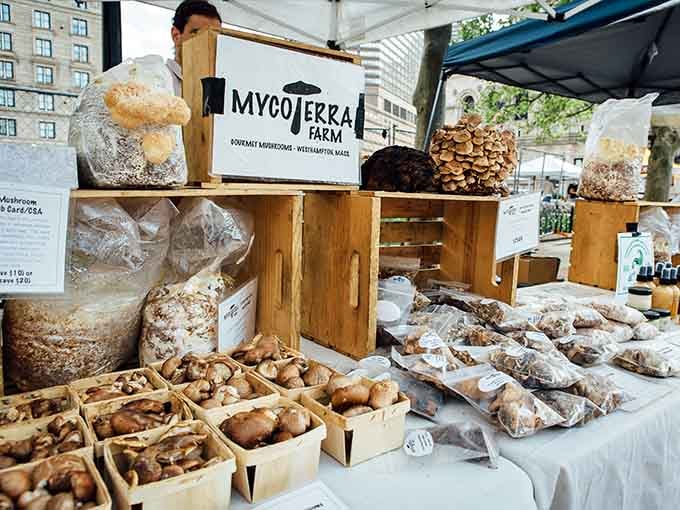 MycoTerra Farm brings mushrooms that look like they belong in a fantasy novel, minus the questionable magical properties.