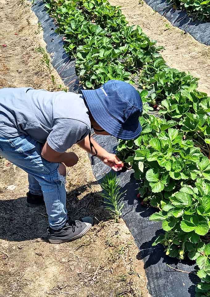 The concentration of a child on a mission, hunting for the perfect strawberry with scientific precision.
