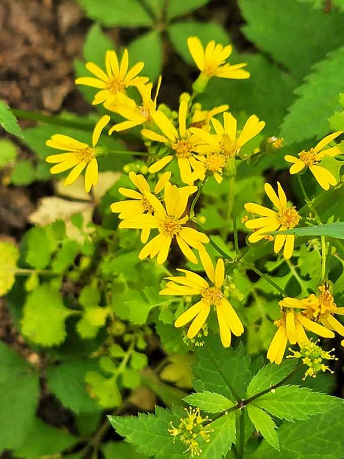 These cheerful yellow wildflowers pop against the greenery like nature's own sunshine dispensers along the trail.