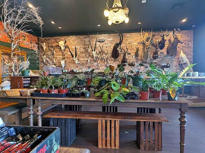 Antlers, houseplants, and anatomical charts coexist peacefully in what might be nature's most eclectic family reunion.