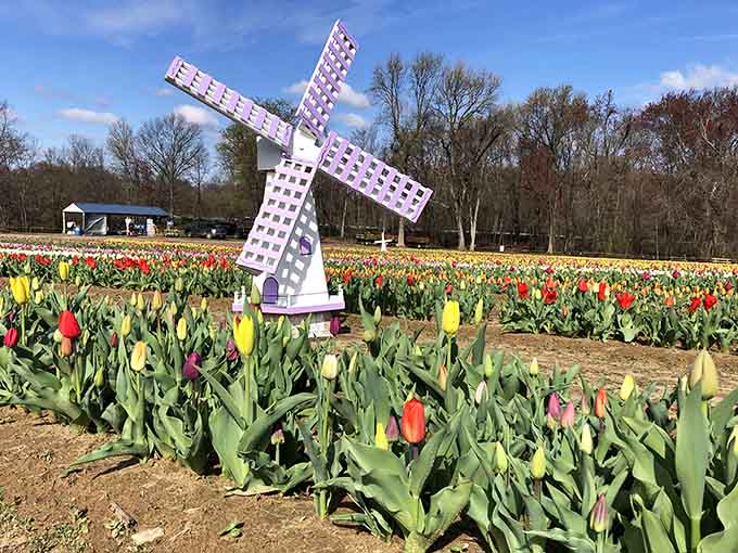 A purple windmill standing guard over the tulips, because apparently someone decided Holland needed a New Jersey upgrade.