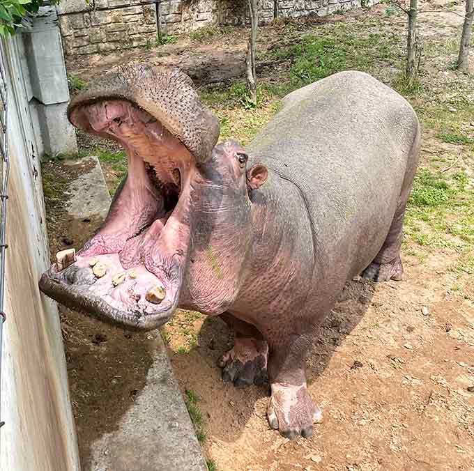 That hippo yawn isn't boredom, it's a reminder that some mouths were built for making serious statements about personal space.