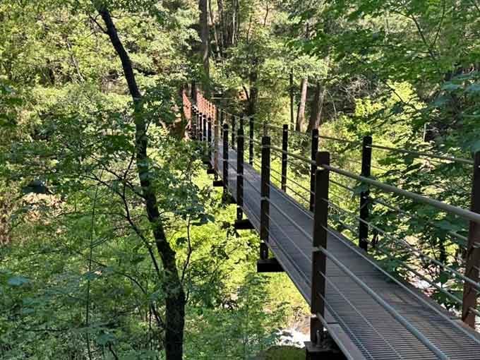When the forest wraps around you like this, even your phone's camera roll starts looking respectable.
