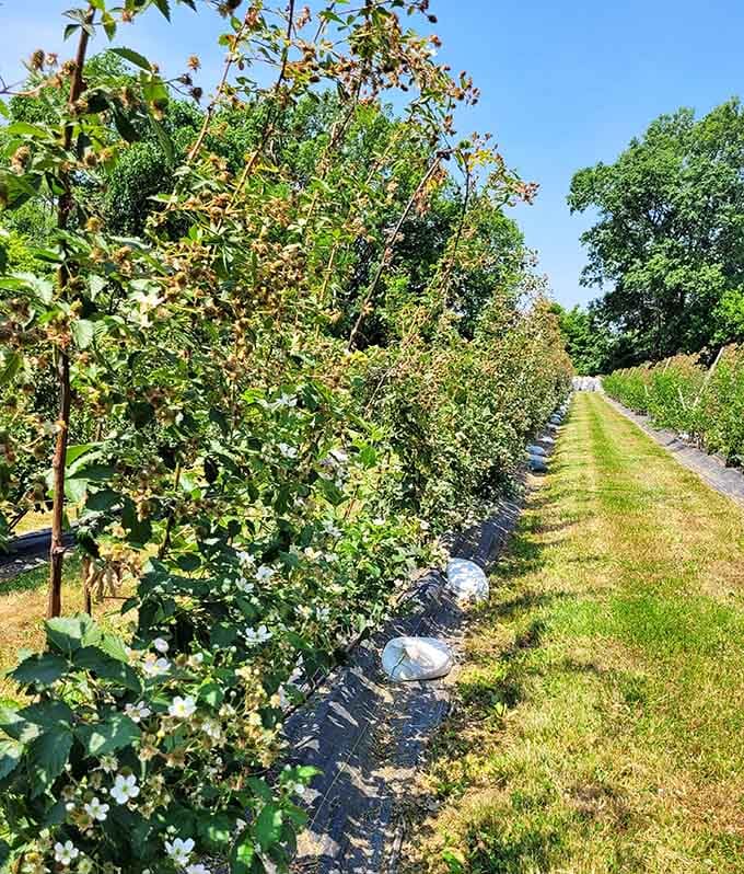 Rows of blackberry bushes stretching into the distance like nature's own assembly line of deliciousness awaits.
