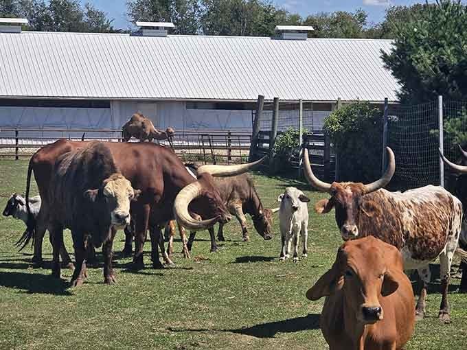 Those longhorns could star in their own Western, and that camel photobombing in the background knows it's stealing the scene.