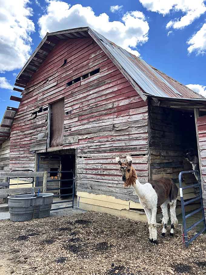 This weathered barn has seen more llama drama than a South American soap opera, and it's still standing strong.
