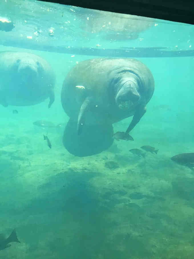 Multiple manatees congregating underwater is basically the world's most relaxed traffic jam you'll ever witness.