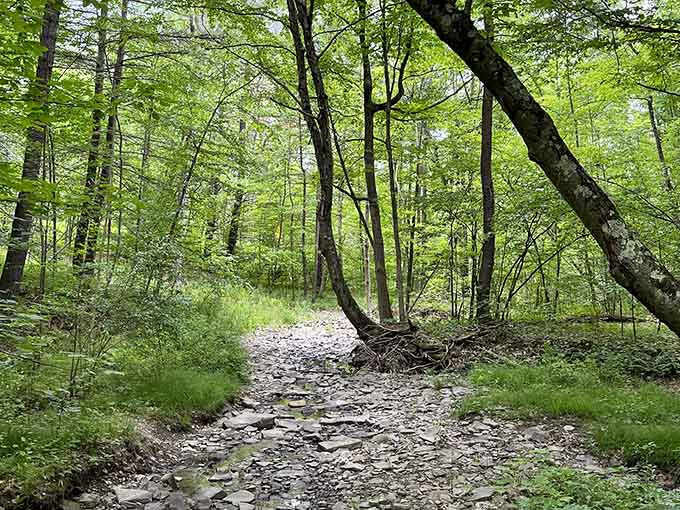 Nature trails like this remind you that the best therapy doesn't require a couch or a copay, just comfortable shoes.