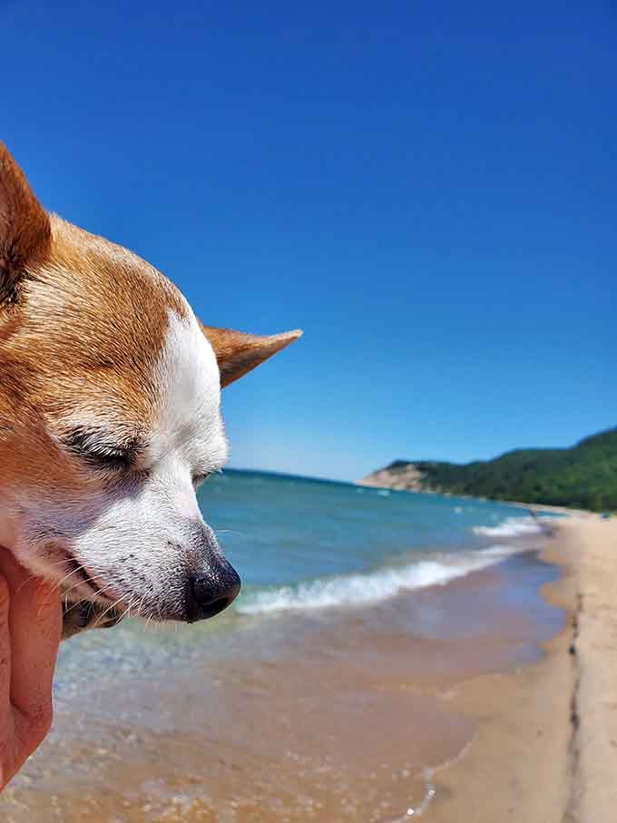 Even this pup knows a million-dollar view when he sees one, contemplating life's big questions by the shore.