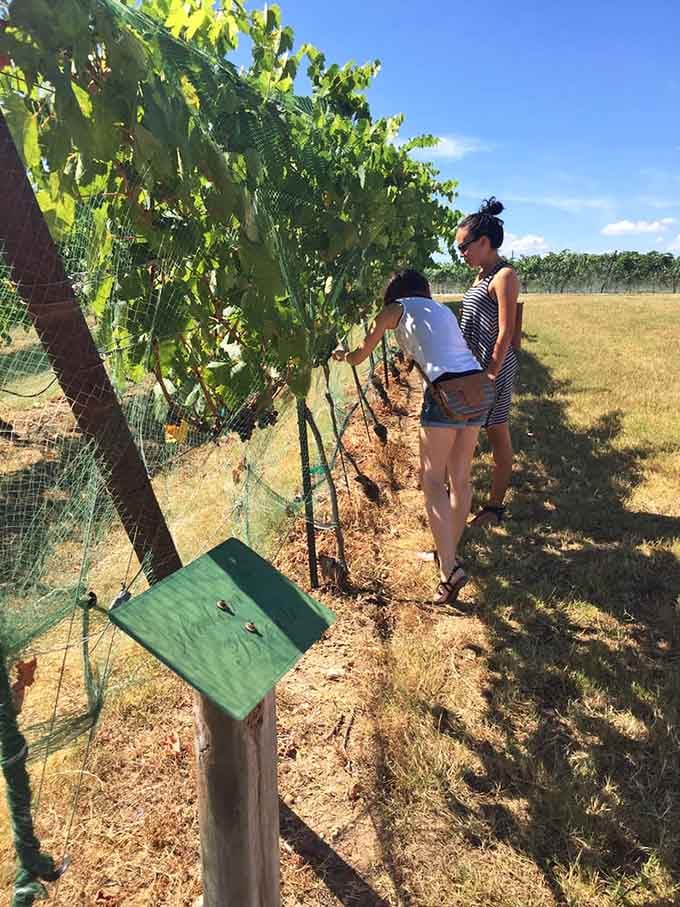 Getting up close with the vines where the magic begins, one grape at a time.