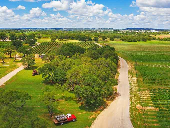 Vineyard rows stretch toward the horizon like nature's own perfectly organized filing system, but way more delicious.