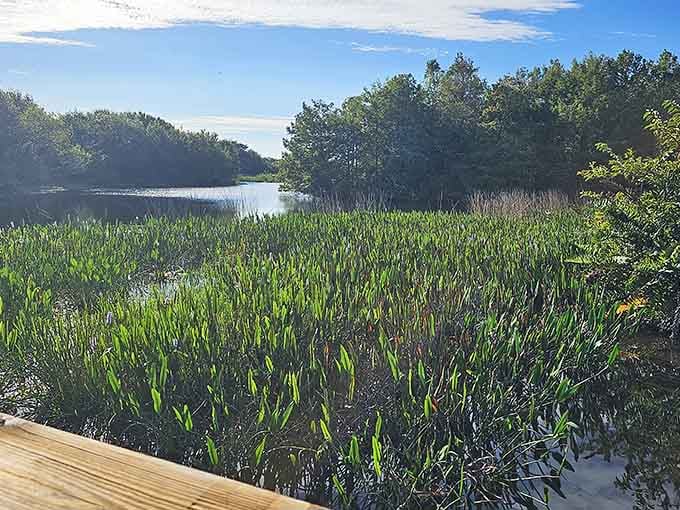 Nature's carpet of green spreads across the wetlands, creating a living tapestry that changes with every season.