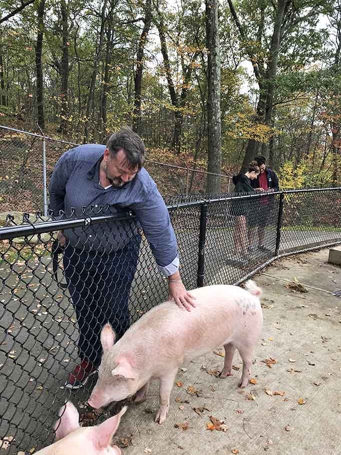 Meeting friendly farm animals up close beats any nature documentary, especially when the pigs are this photogenic and personable.