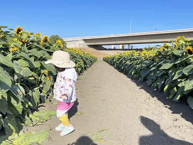 Little explorer discovering that flowers can be giants too, creating memories that’ll outlast any theme park visit by miles.