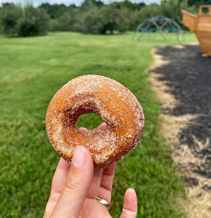 This cider donut against the orchard backdrop is basically the entire fall season captured in one perfect, sugar-coated circle of joy.